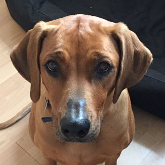 Rhodesian Ridgeback in Not e.V.