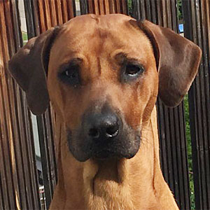 Rhodesian Ridgeback in Not e.V.