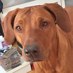 Rhodesian Ridgeback in Not e.V.