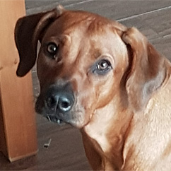 Rhodesian Ridgeback in Not e.V.